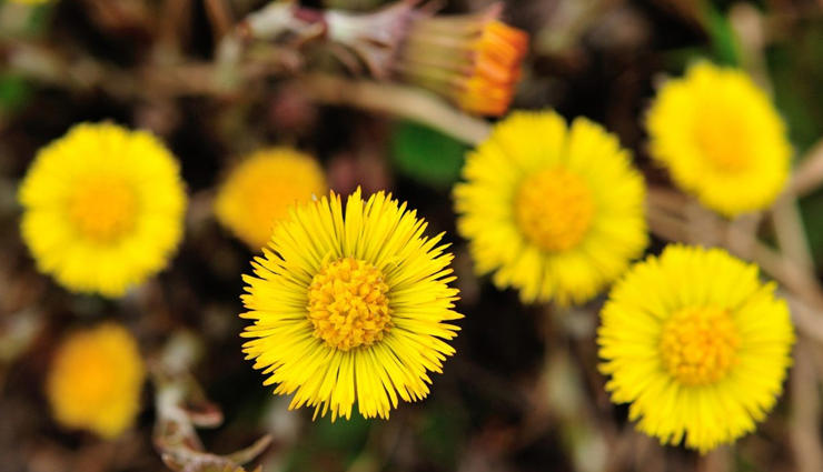 6 Proven Health Benefits of Coltsfoot