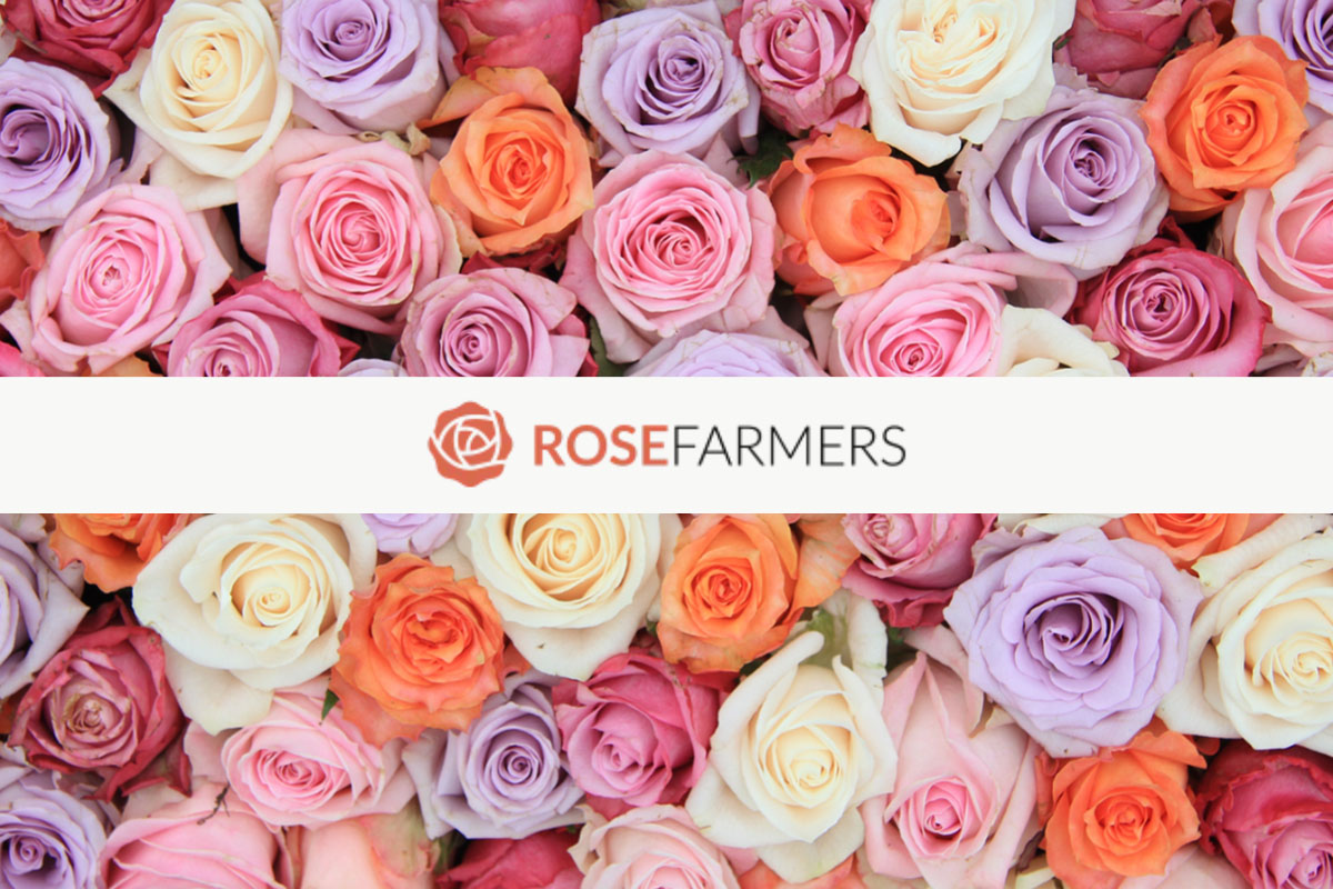 Two dozen roses delivered for less than the price of one dozen