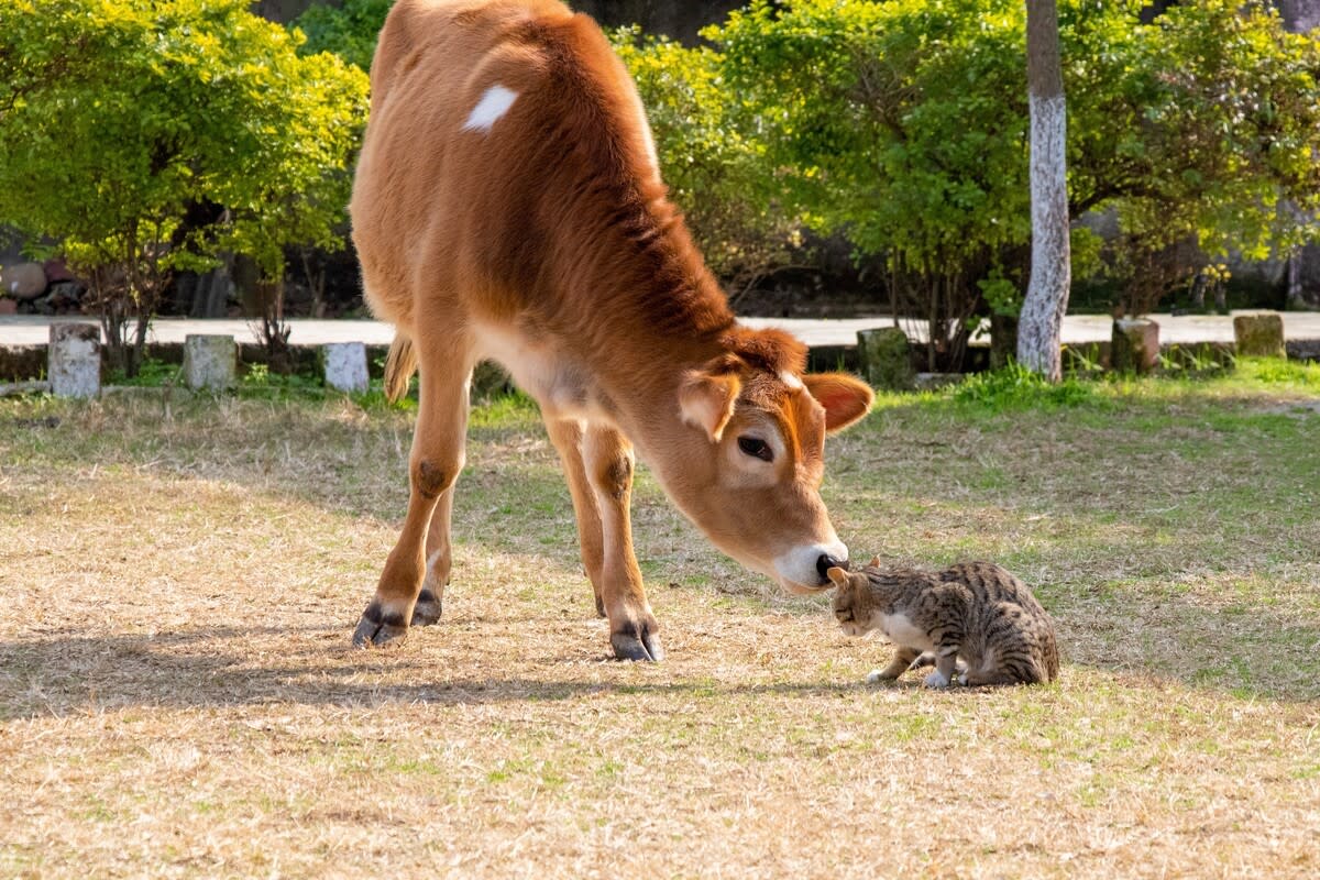 Baby Cow's Adoration of Resident Farm Cat Couldn't Be More Full of Love