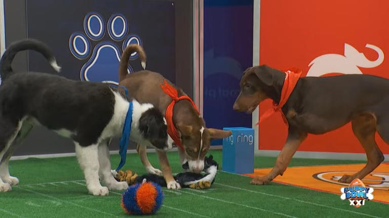 Team Fluff comes back to beat Team Ruff in down-to-the-wire Puppy Bowl ...