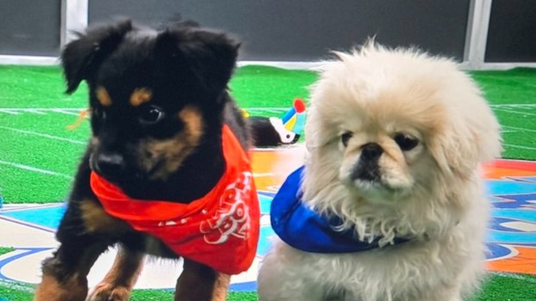 Team Fluff's Smoosh Steals Spotlight At The 2025 Puppy Bowl And ...