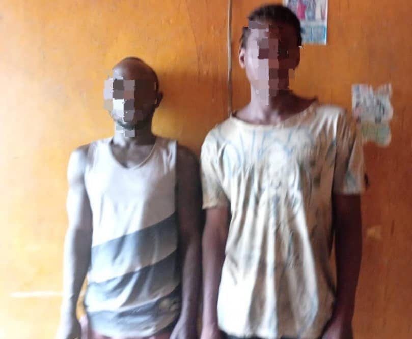 Two arrested for illegal tree cutting in Ogun