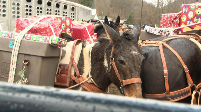 Mountain Mule Packers reports 3 animals killed after tragic incident Mountain Mule Packers reports 3 animals killed after tragic incident