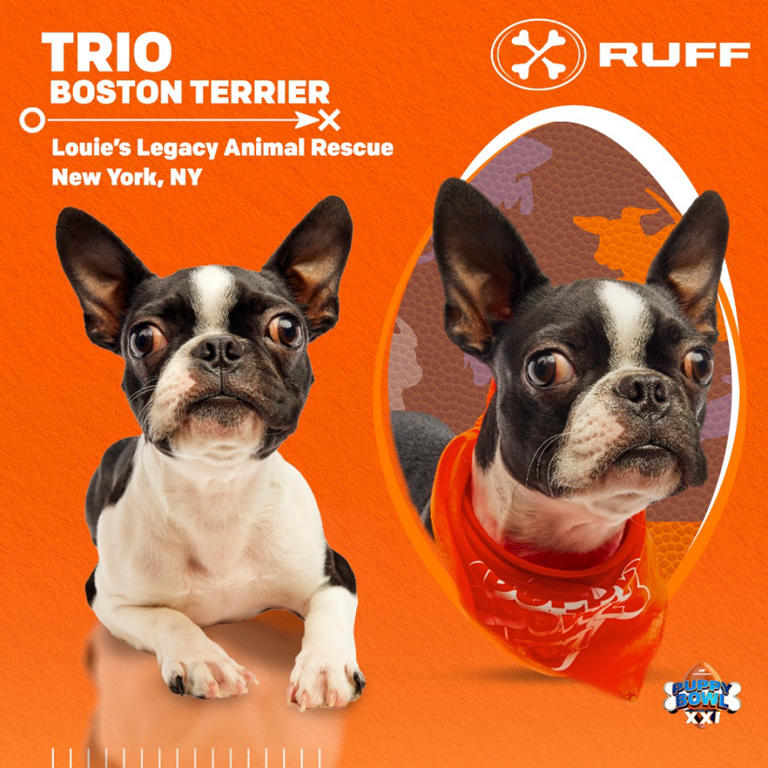 Team Fluff comes back to beat Team Ruff in down-to-the-wire Puppy Bowl ...