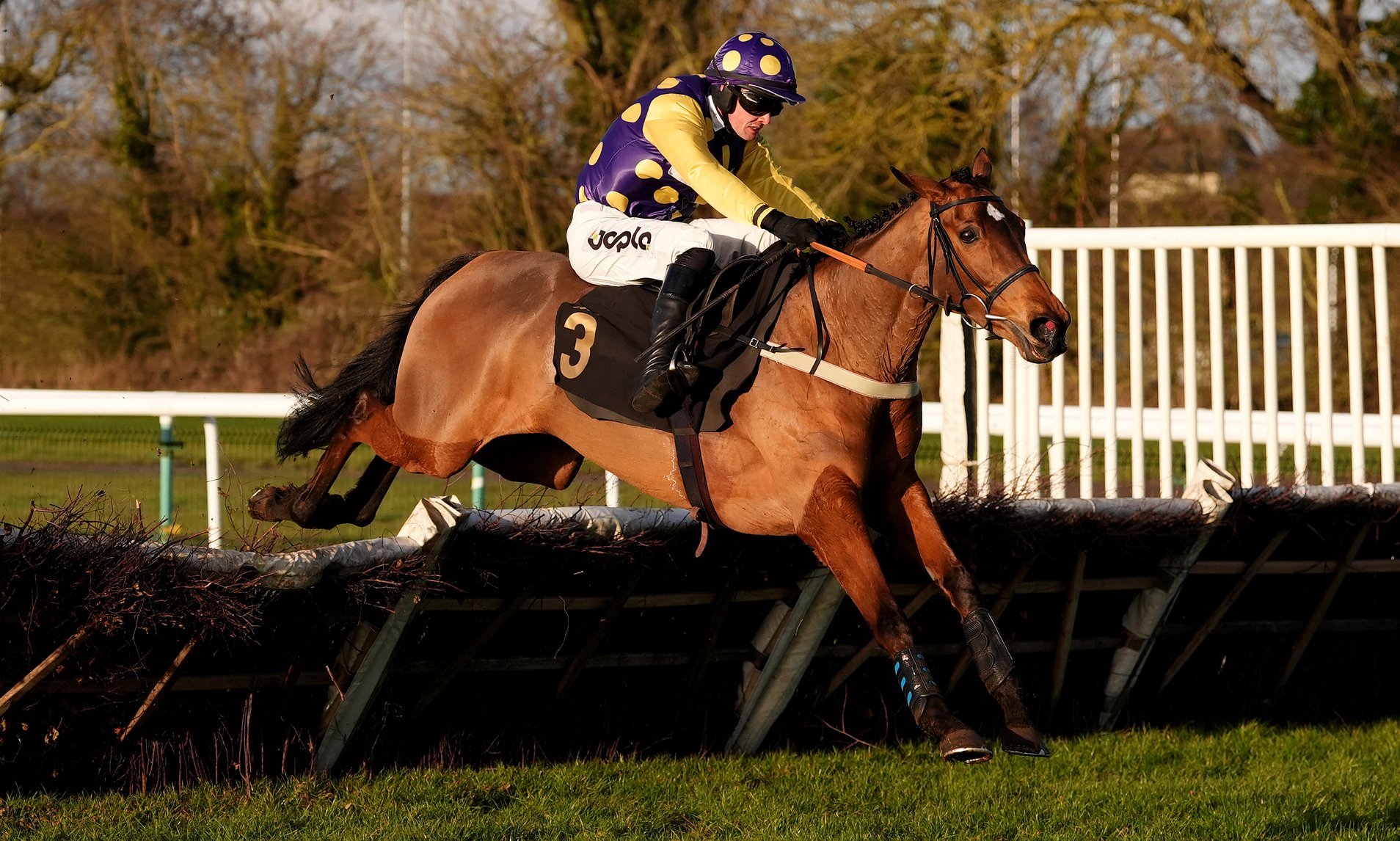 Robin Goodfellow's racing tips: Best bets for Tuesday, February 11