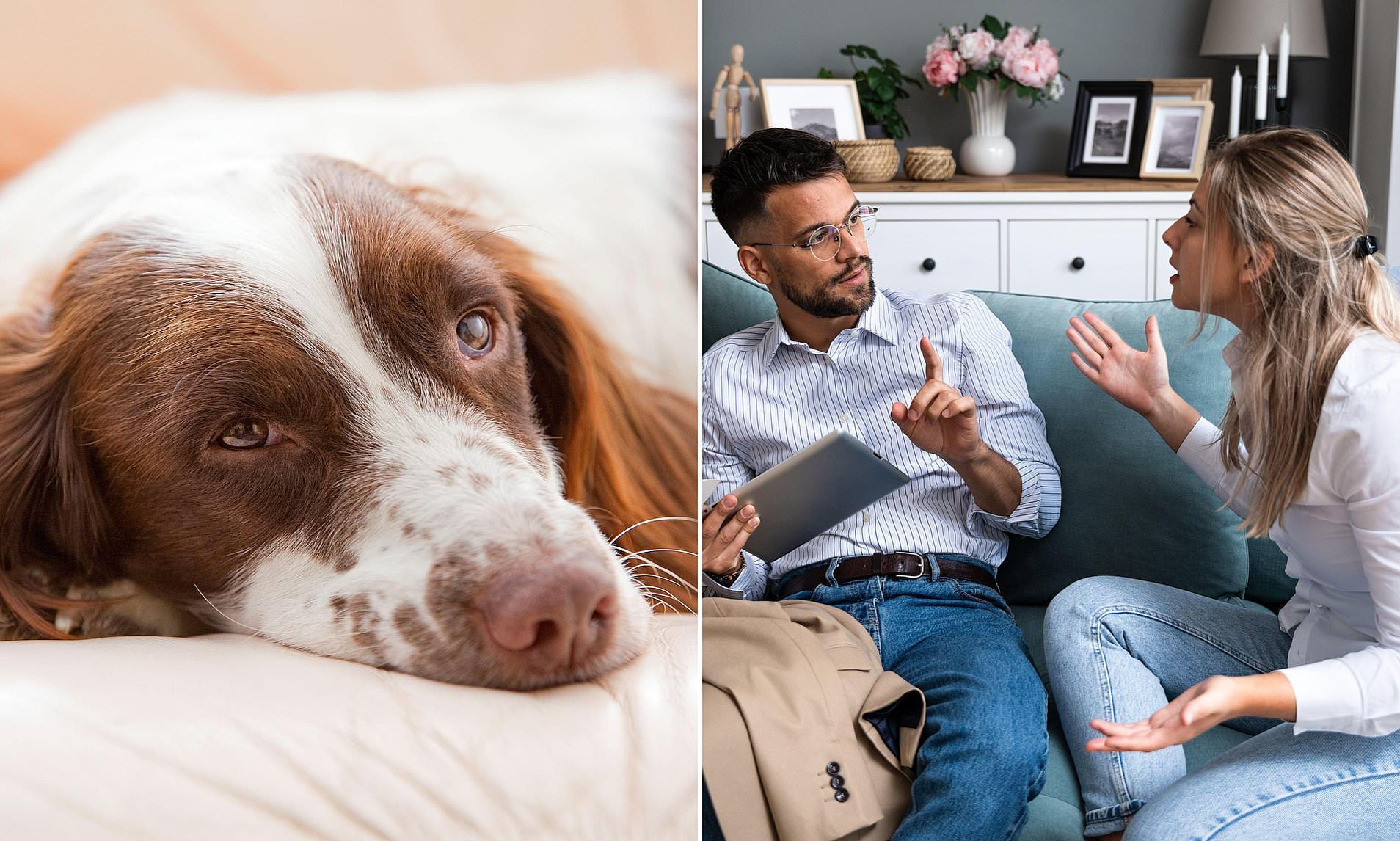 Couples include their PETS in cohabitation agreements, survey reveals