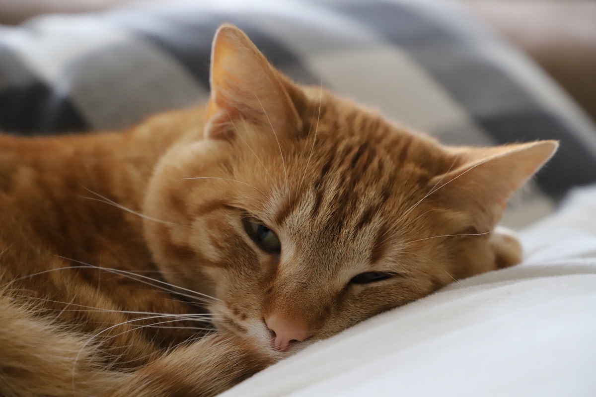 Ginger Cat and Orange Canine Sibling's Cobbing Ritual Is the Sweetest ...