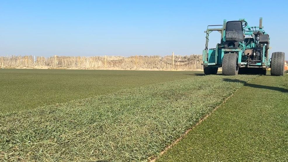 Merced County fields grow turf for Super Bowl LX and other major sports ...