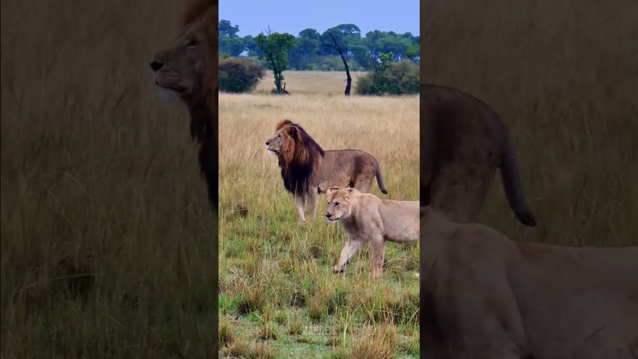 Half-Tail and Sons explore wild savannah together