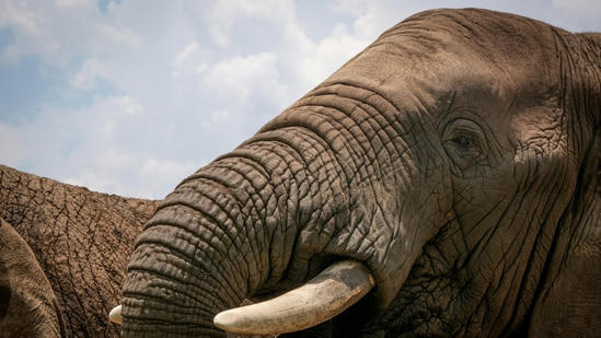 Is the viral video of a ‘dancing’ elephant delightful or disturbing ...