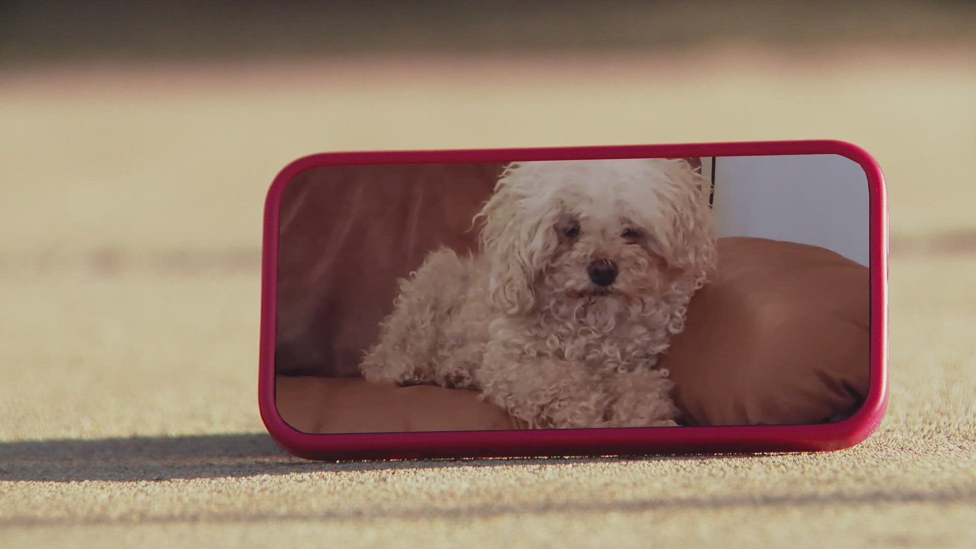 Latest Headlines | Boulder Police searching for owner after off-leash ...