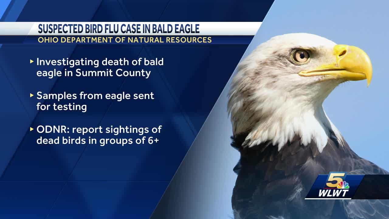 Bird flu has devastated Ohio's chicken population. Now, the disease is ...