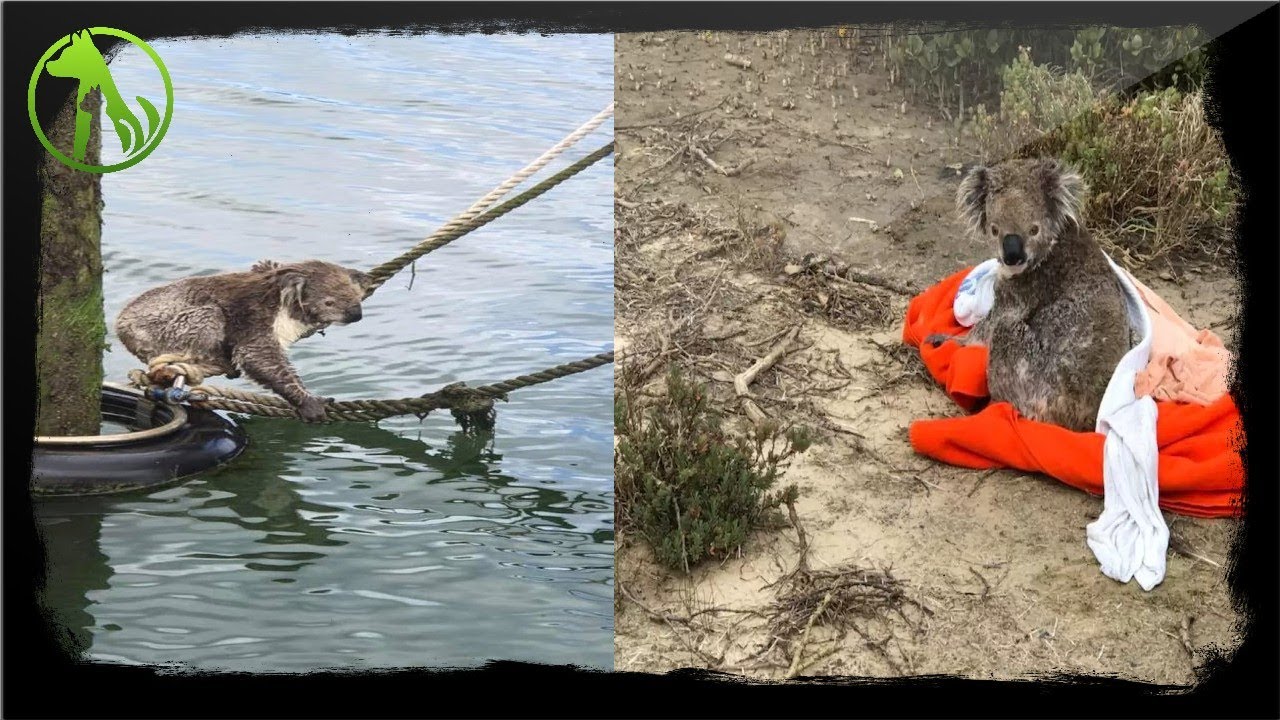 Guys Who Spot A Stranded Koala On The Water Know Exactly What They Have ...