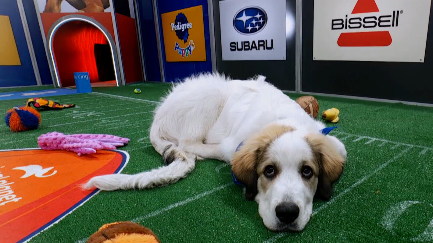 Who Won the Puppy Bowl 2025? See Game Highlights