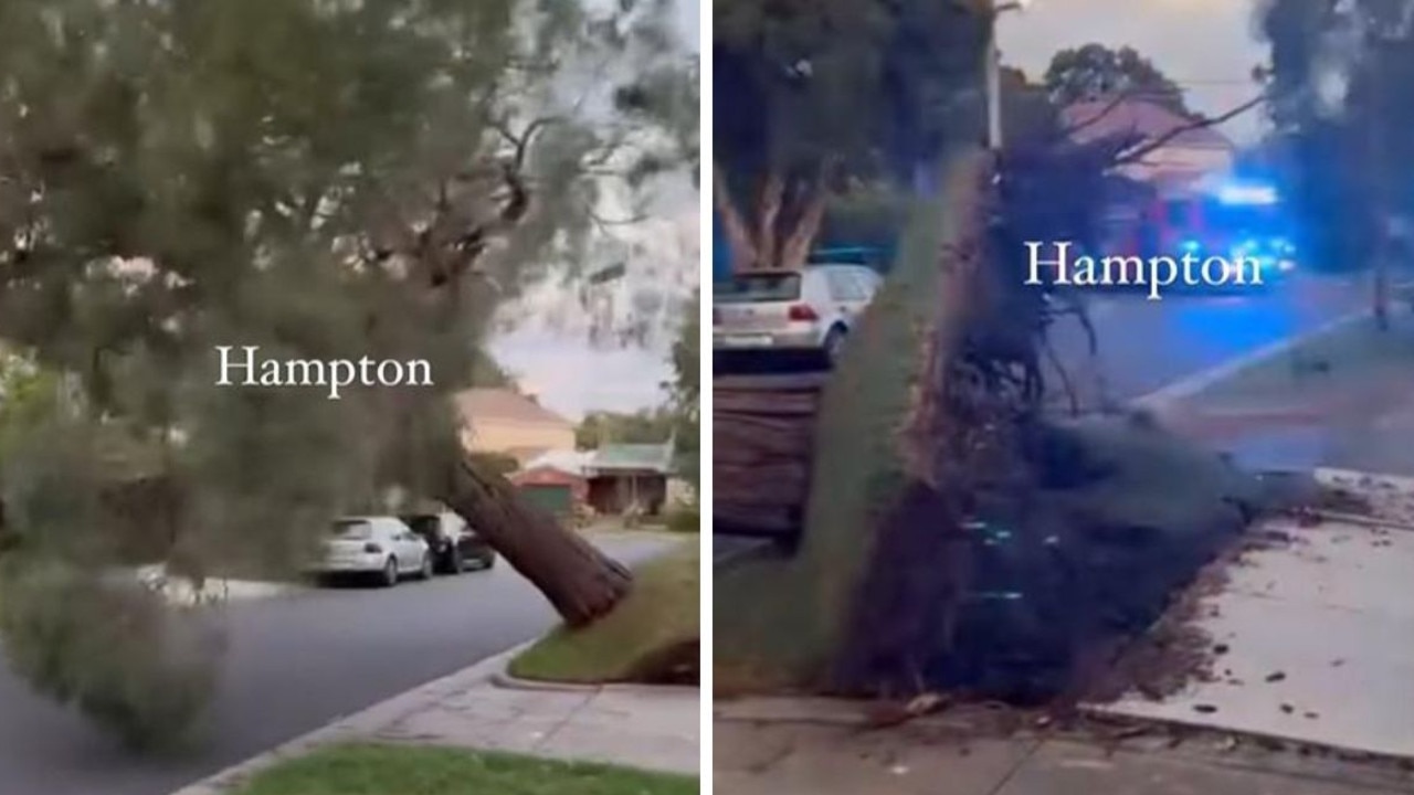 Dramatic moment tree ripped from ground