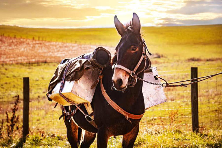 Mountain Mule Packers reports 3 animals killed after tragic incident Mountain Mule Packers reports 3 animals killed after tragic incident