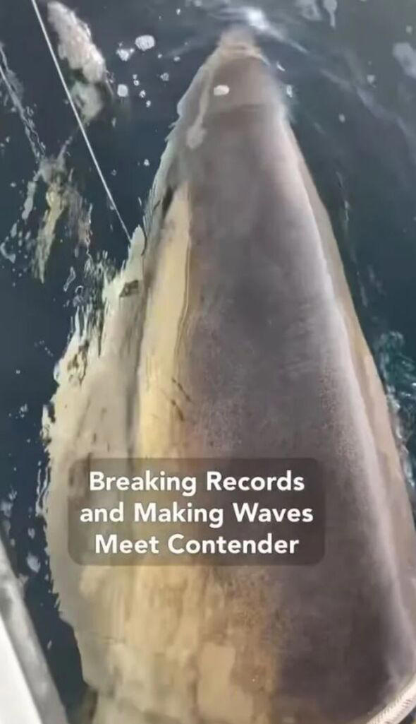 Florida's waters hide a beast as record-breaking great white shark is ...