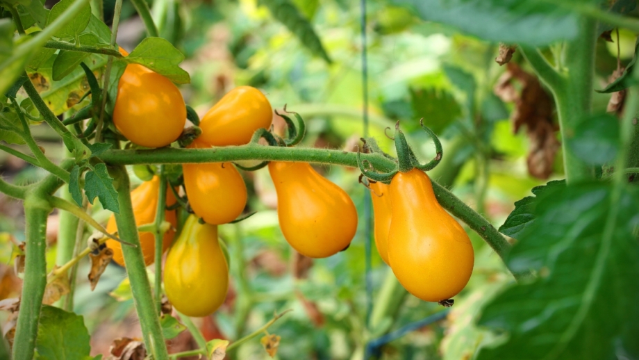 17 Essential Crops for Your Victory Garden