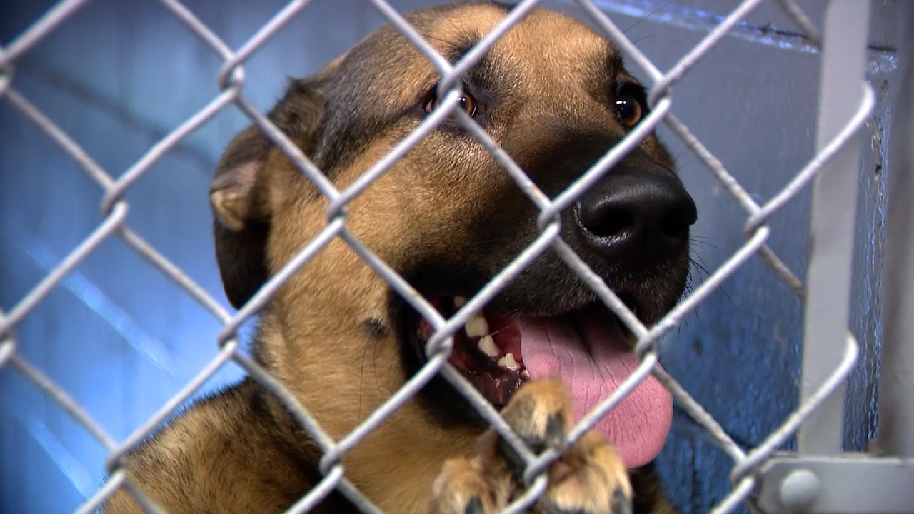 Central Florida animal rescue to shut down; 22 dogs need homes