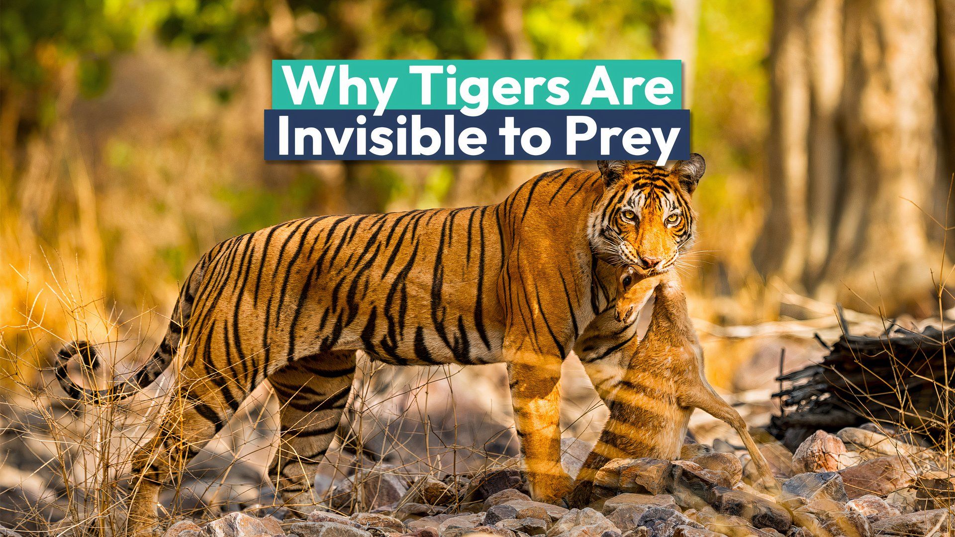 Tigers May Be Orange To Us, But They're Invisible To Prey—Here's Why