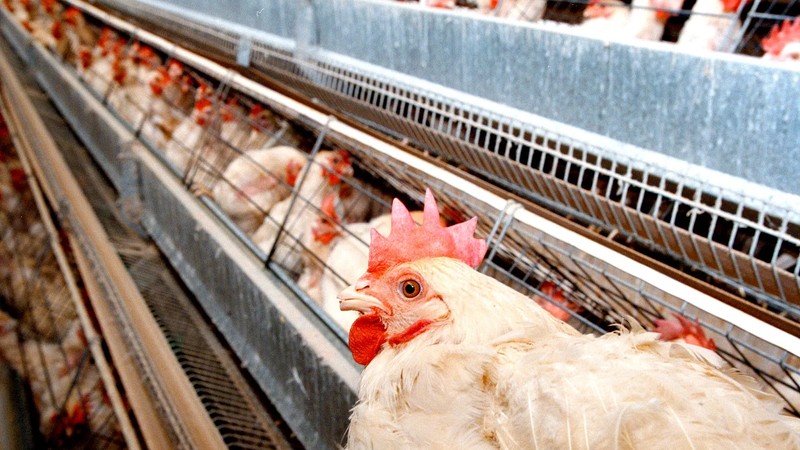 Steenhuisen opens door to bird flu vaccinations in major boost for ...