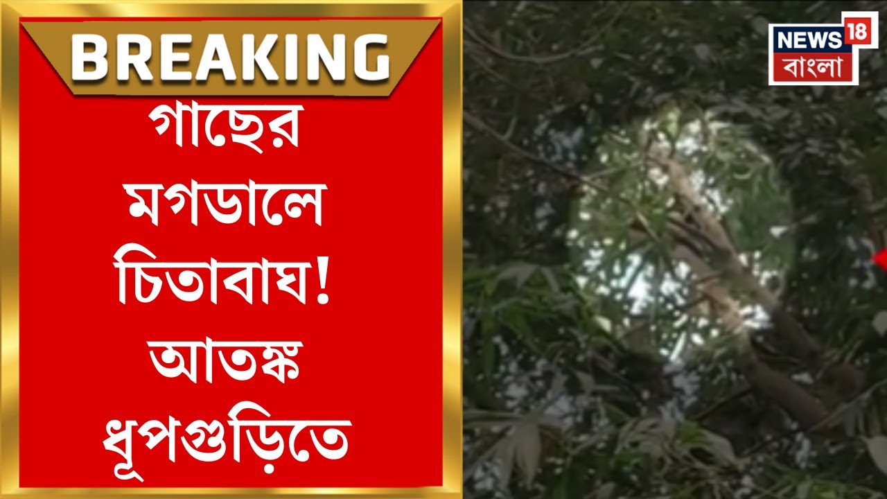 Jalpaiguri News : গাছের মগডালে চিতাবাঘ! আতঙ্ক ধূপগুড়িতে। Bangla News