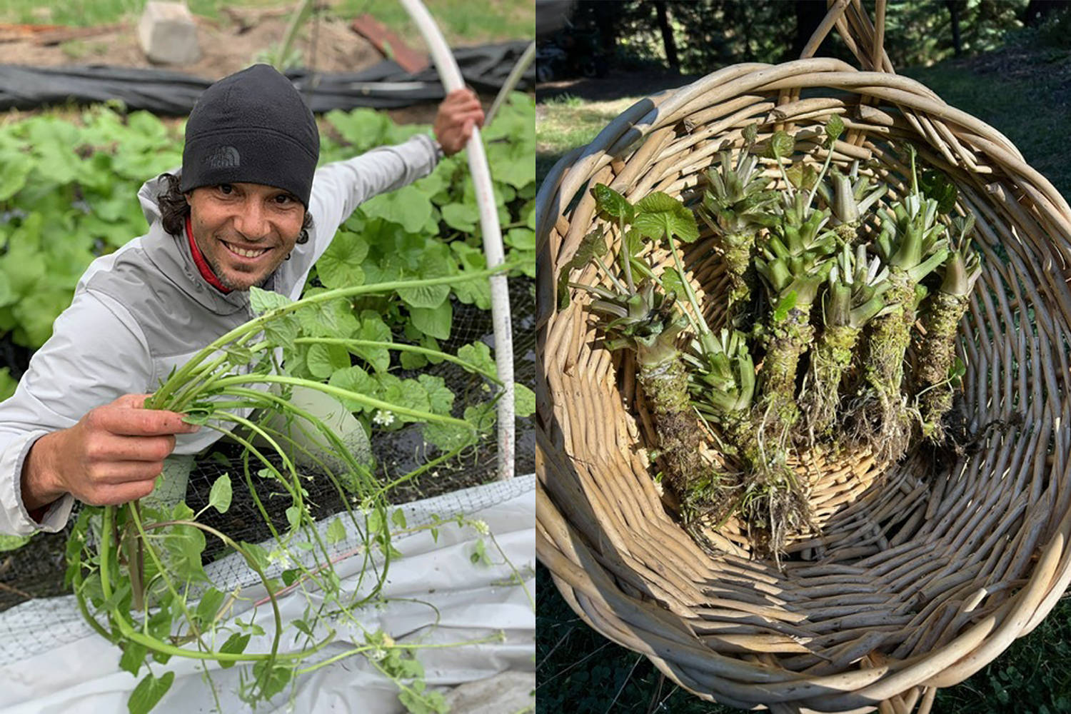 Can America’s specialty farmers fill demand if Trump’s tariffs hit ...