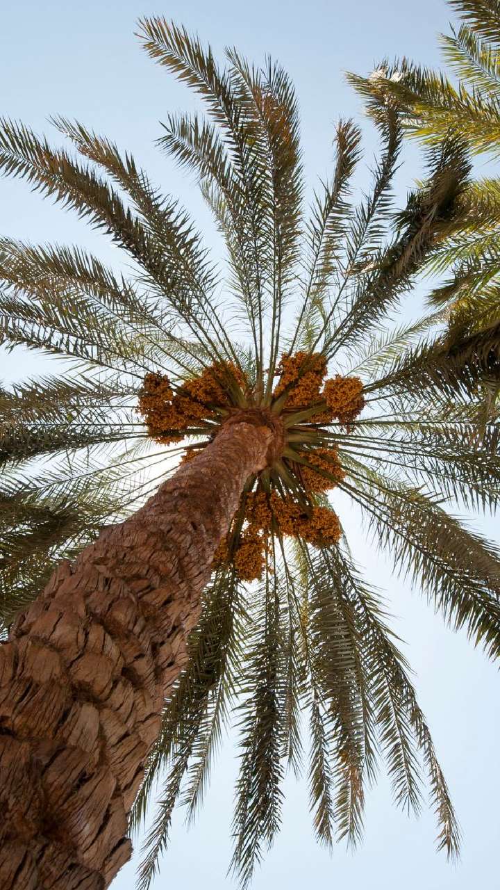 6 Effective Tips To Take Care Of Date Palm Plant