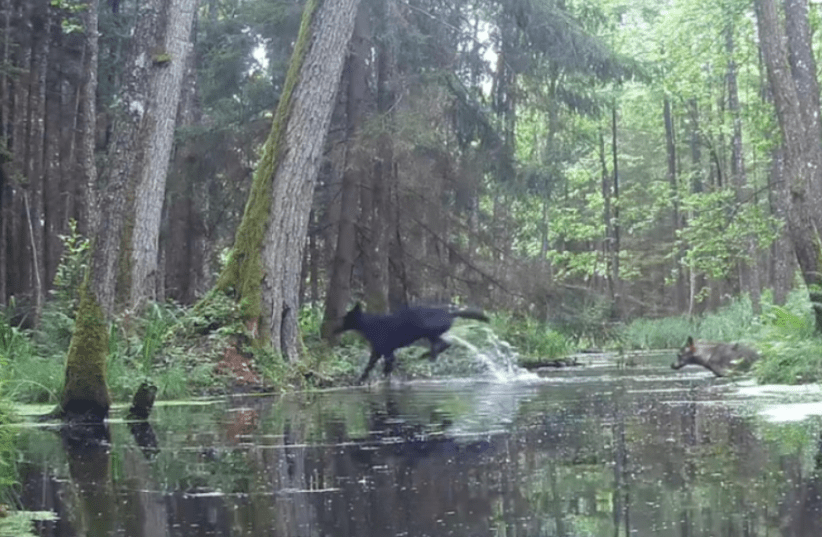 Two rare black wolves filmed crossing a stream in Polish forest