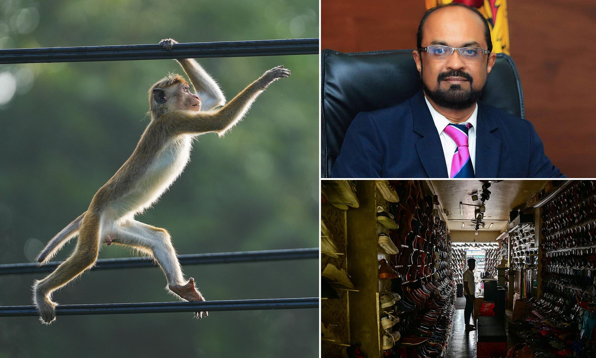 Monkey blamed by government for turning entire island's power off