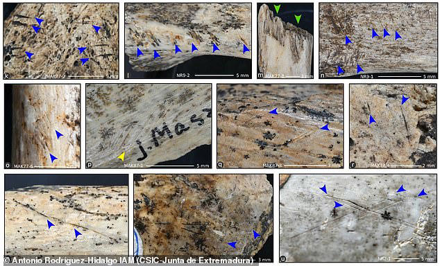Ancient warriors ate their enemies' BRAINS, grisly study reveals