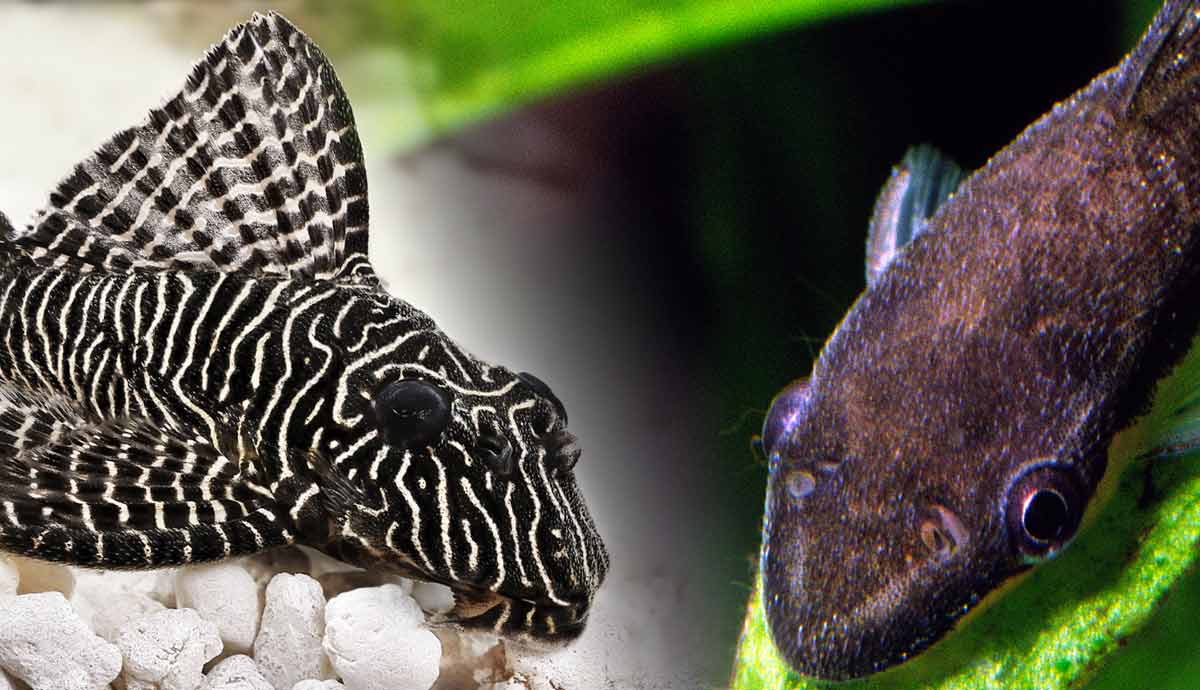 6 Bottom Feeders for Your Fish Tank