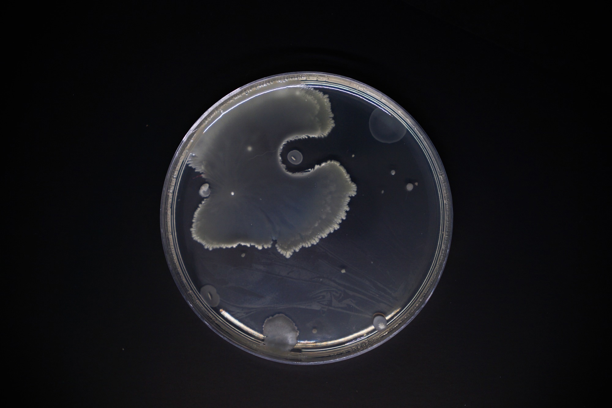 Advancements in Biofilm Analysis: Bacillus Subtilis Under the Microscope