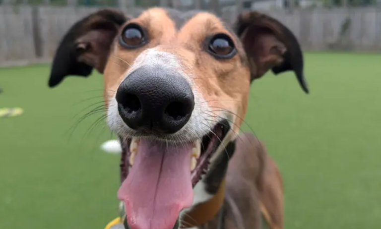 These 19 beautiful dogs and puppies at the Dogs Trust are looking for ...