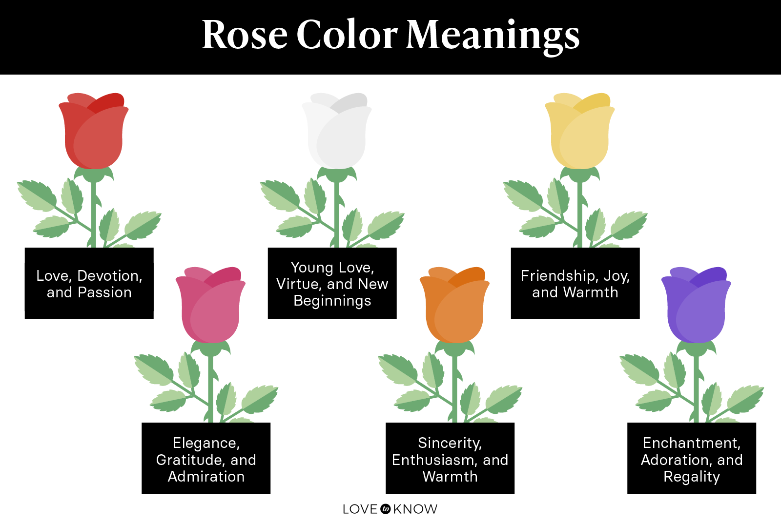 Pick the Perfect Rose: Meaning & Symbolism of Different Color Roses