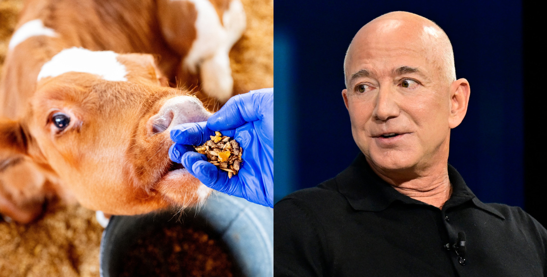 Jeff Bezos spends millions on a vaccine for cows
