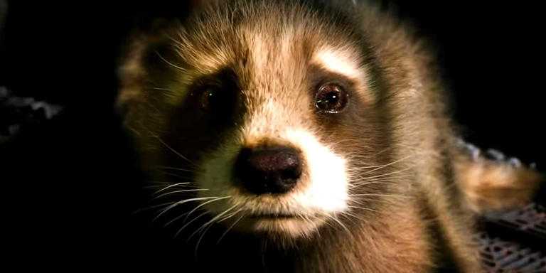 1 Line Makes Rocket's MCU Backstory Even Sadder In Guardians of the ...