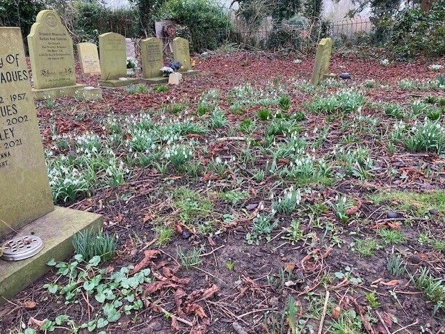 Kirk Bramwith Snowdrop Festival Walk for Doncaster Ramblers