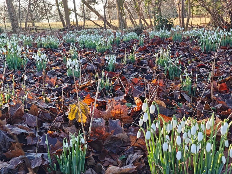 ‘Stunning sea of snowdrops’ on majestic Nottingham walk that’s perfect ...