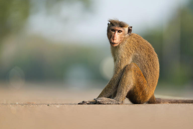 Entire country without power after monkey 'comes into contact with ...