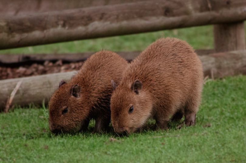 Edinburgh Zoo welcomes first capybaras in 15 years in time for half-term