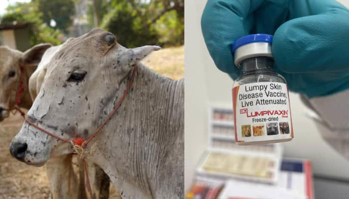 India’s First Lumpy Skin Disease (LSD) Vaccine For Dairy Cattle And ...