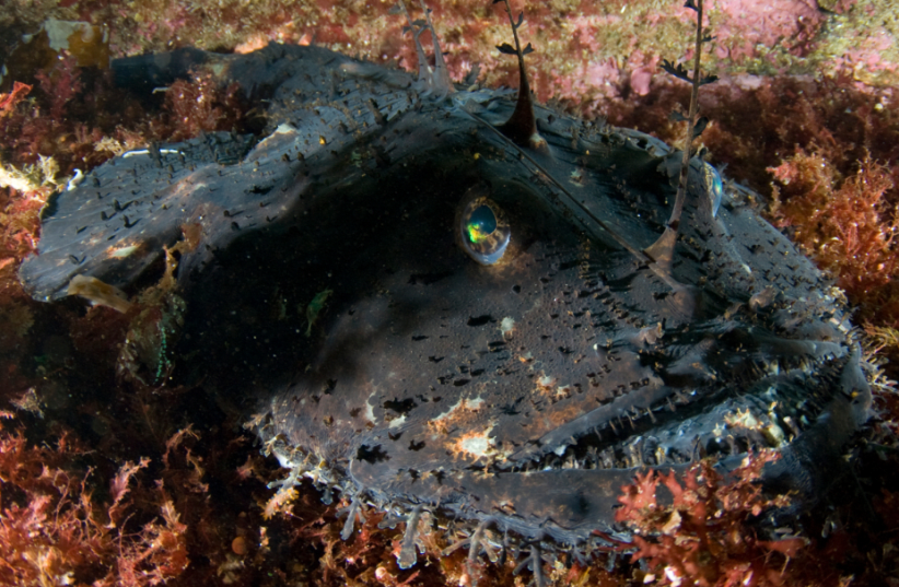 Rare Black Seadevil surfaces near Spanish coast, astounding scientists