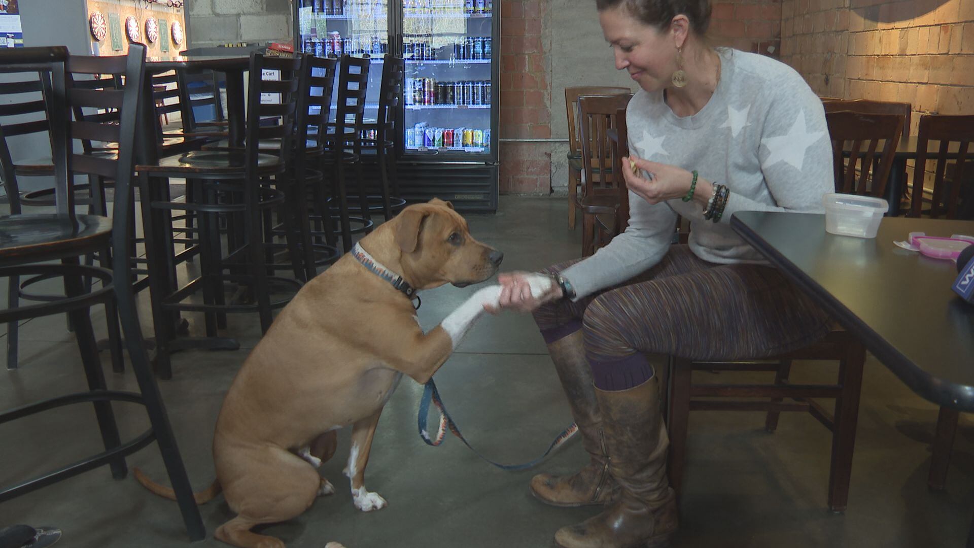 Louisville Puppy Bowl dogs help Kentucky shelters with overpopulation