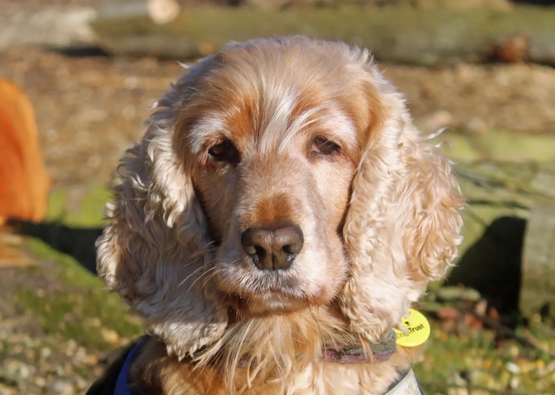 Rescue dogs Liverpool: 15 charming dogs and puppies seeking forever ...