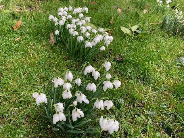 Kirk Bramwith Snowdrop Festival Walk for Doncaster Ramblers