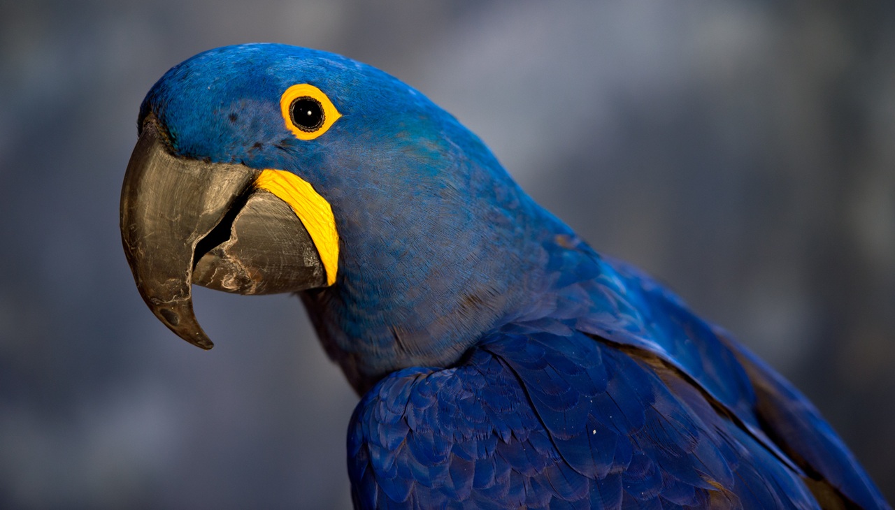 Top 7 Most Expensive Parrots in the World