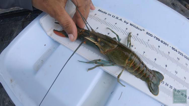 ‘It’s not supposed to be here’ | Invasive crayfish discovery raises red ...