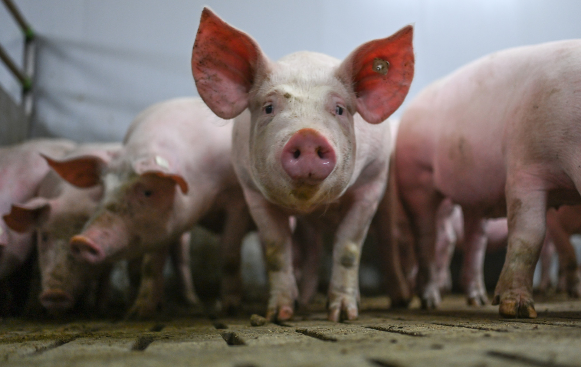 How do viruses jump from animals to humans?