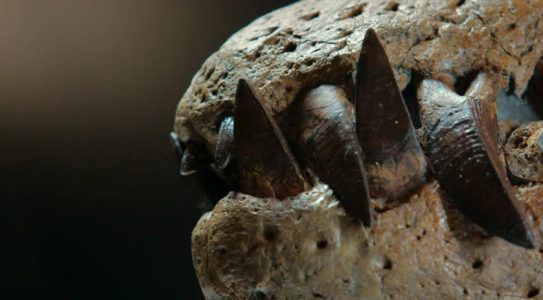 Paleontologists Uncover a Record-Breaking Colossal “Sea Monster” Skull — Stronger than T. Rex?